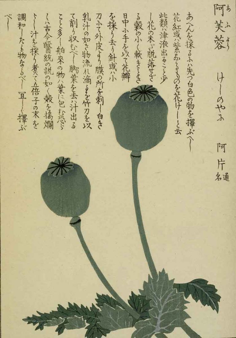 Historia Del Opio En China (III): El Opio De Las Masas (s. XIX)